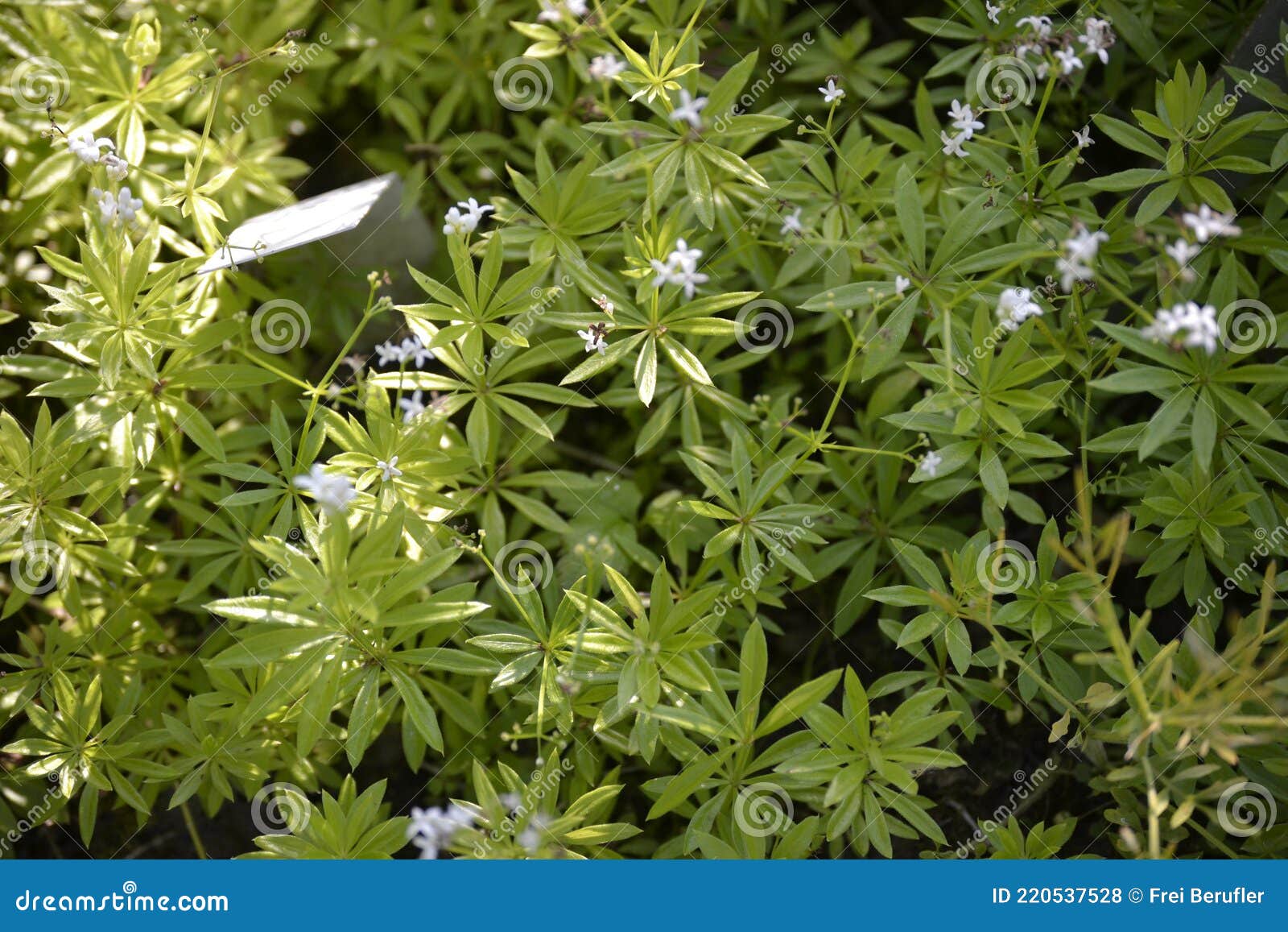 Star-shaped Plant with Stunning Flowers Stock Photo - Image of grass ...