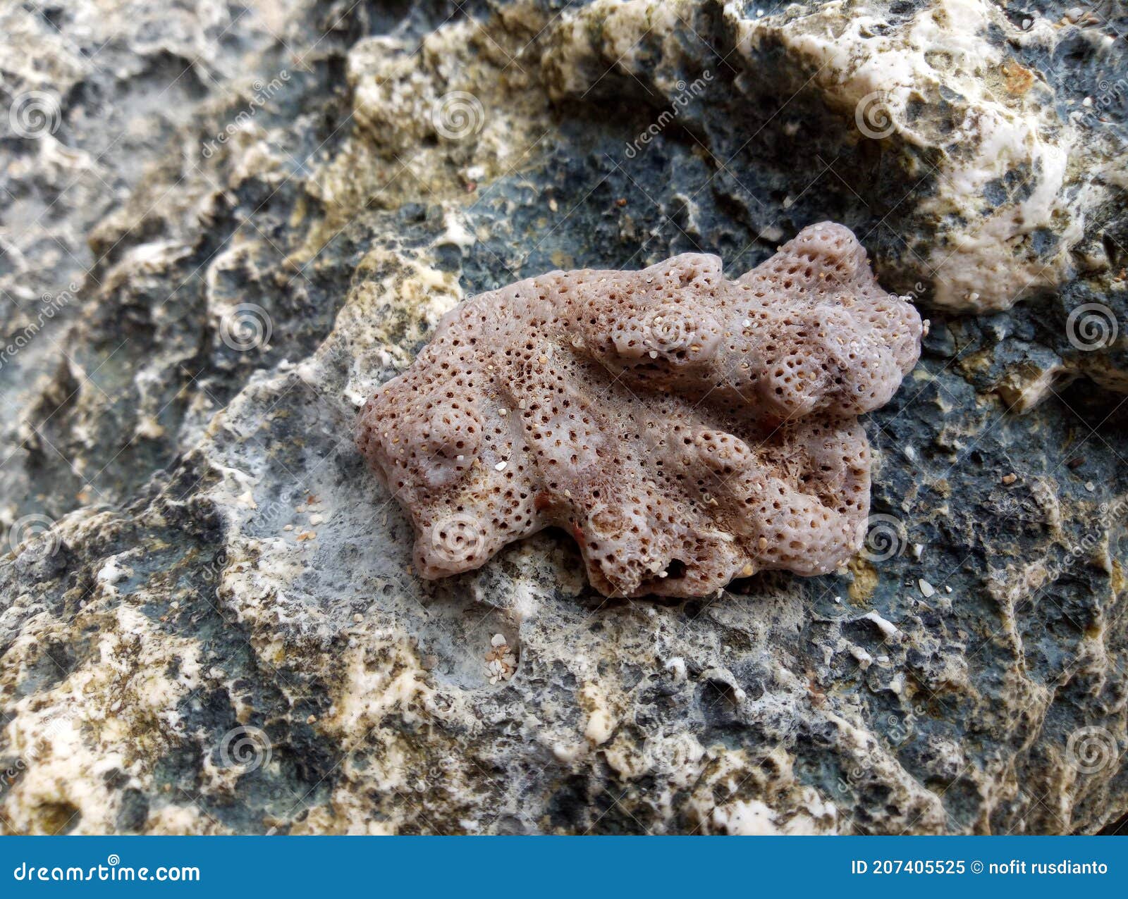 Star shaped rock stock image. Image of shaped, rock - 207405525