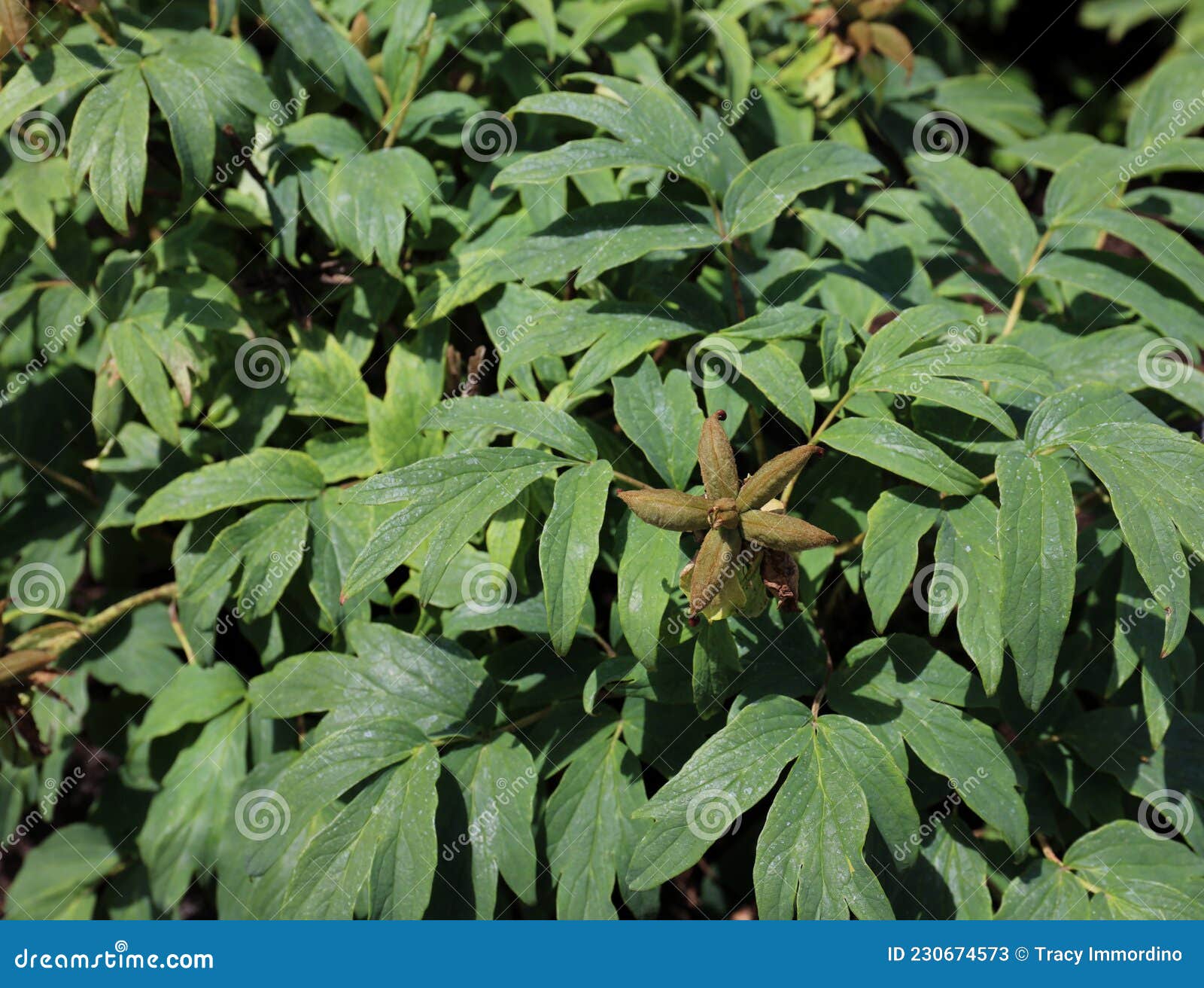 A Star Shaped Seed Pod on a Tree Peony in the Summer Stock Image ...
