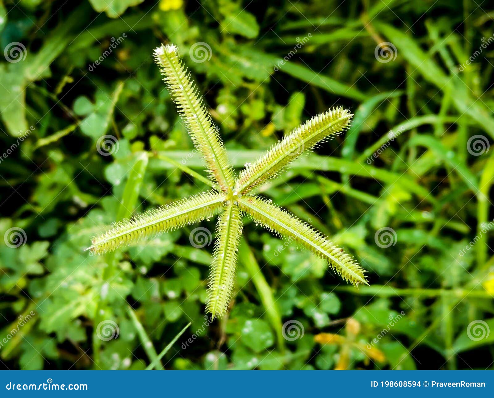 Star shaped small grass stock photo. Image of grass - 198608594