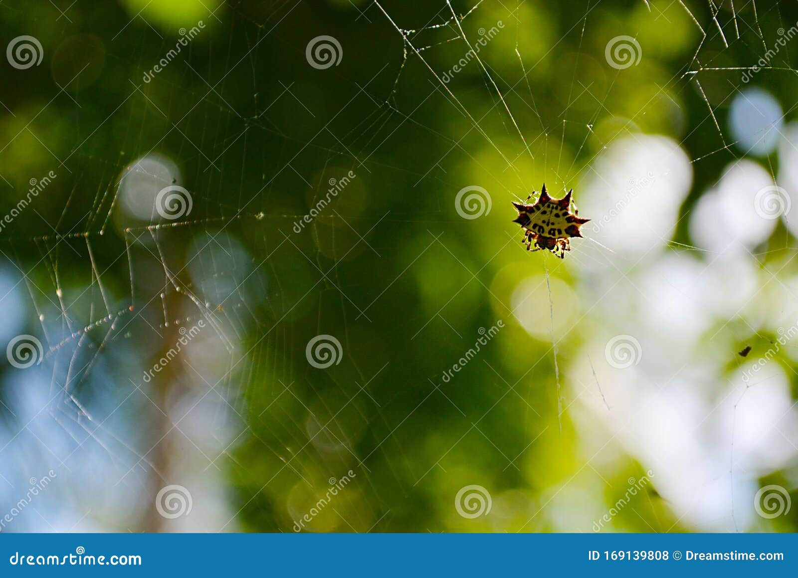 A Star-shaped Spider on Its Web Stock Photo - Image of insect ...
