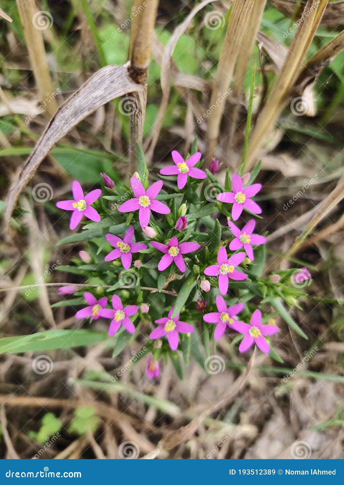 Star shaped tiny flowers. stock image. Image of produce - 193512389