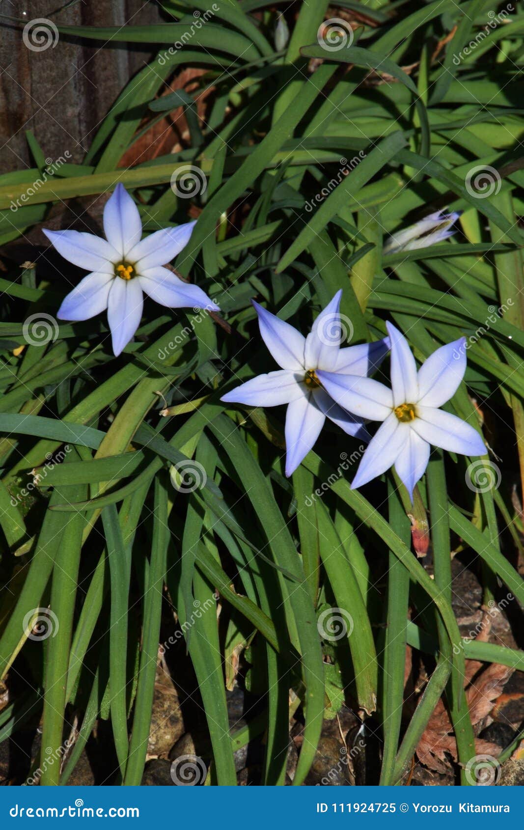 Spring star flowers stock image. Image of closeup, deciduous - 111924725