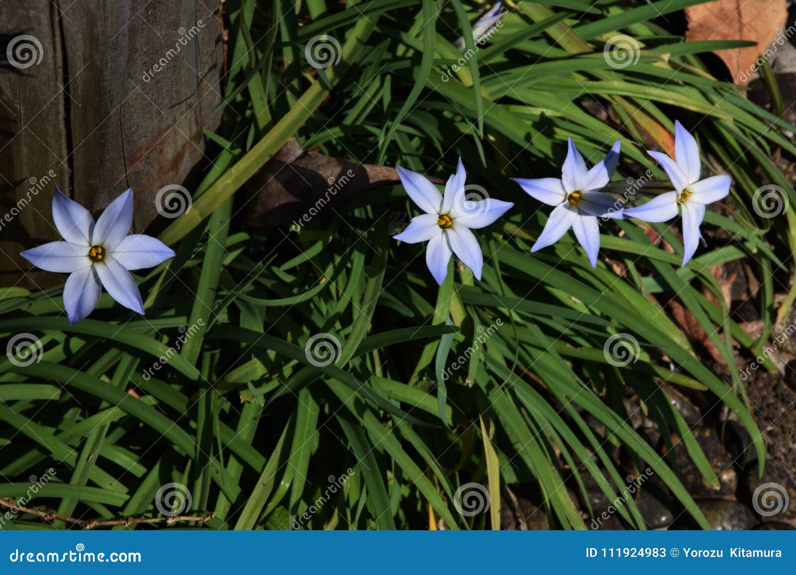 Spring star flowers stock image. Image of flowers, plant - 111924983