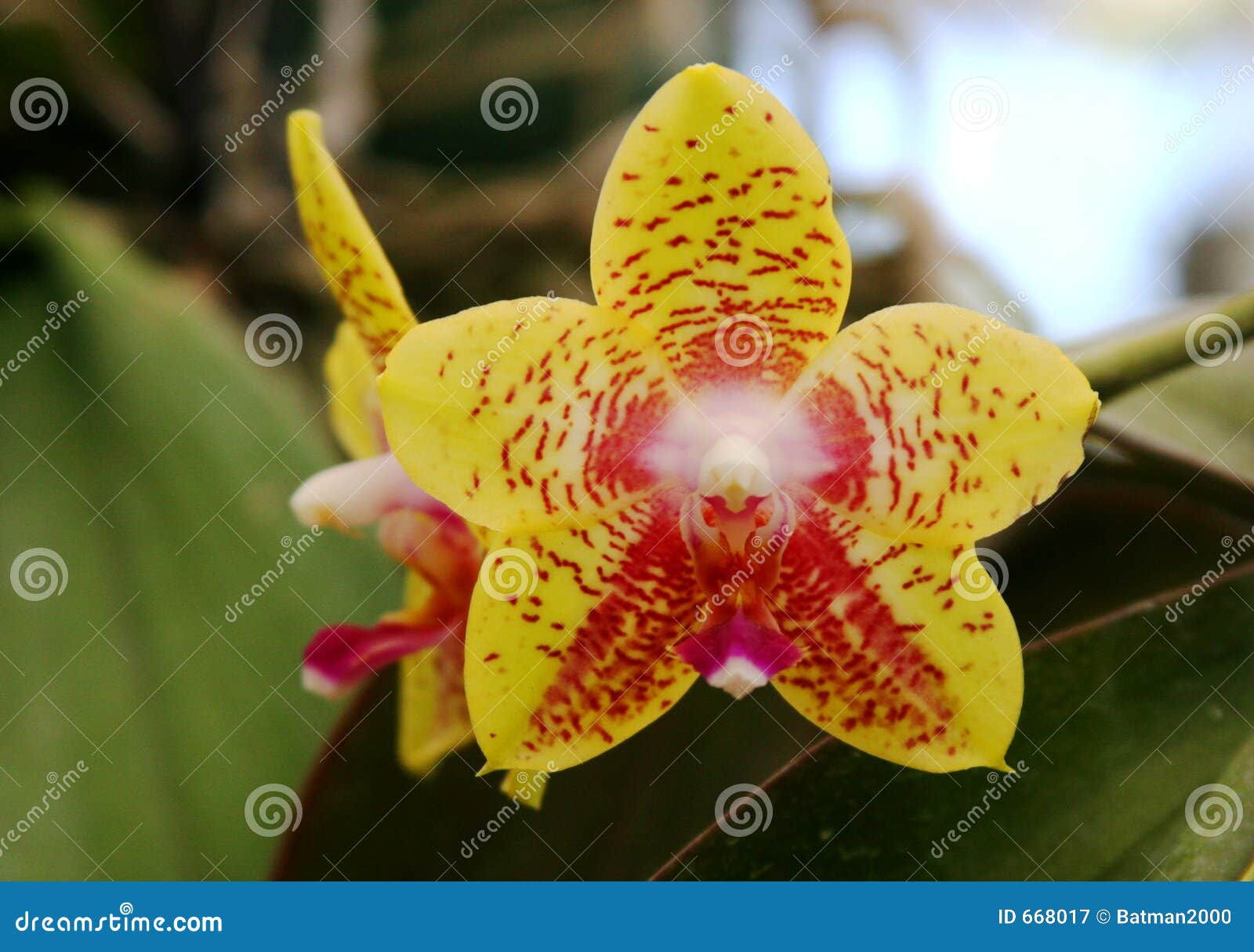 Star shaped yellow orchid stock image. Image of petals - 668017