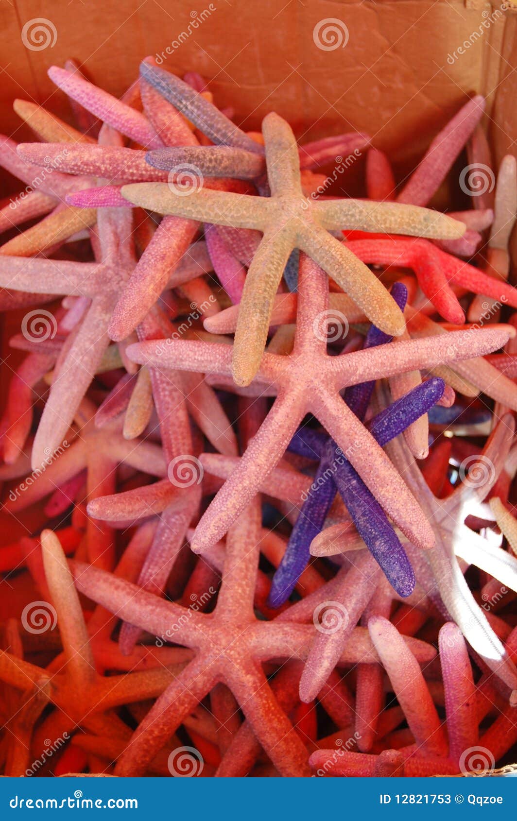 Star shell stock image. Image of macro, colourful, shell - 12821753