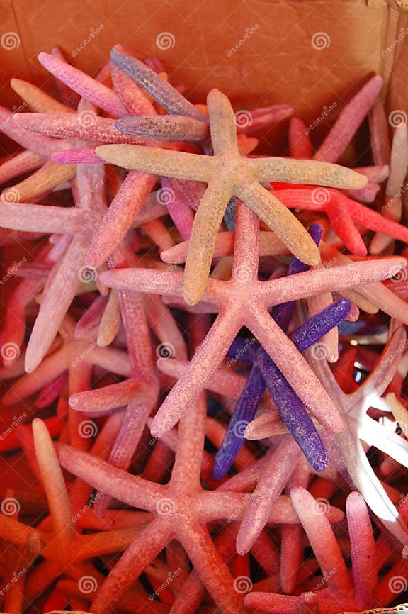 Star shell stock image. Image of macro, colourful, shell - 12821753