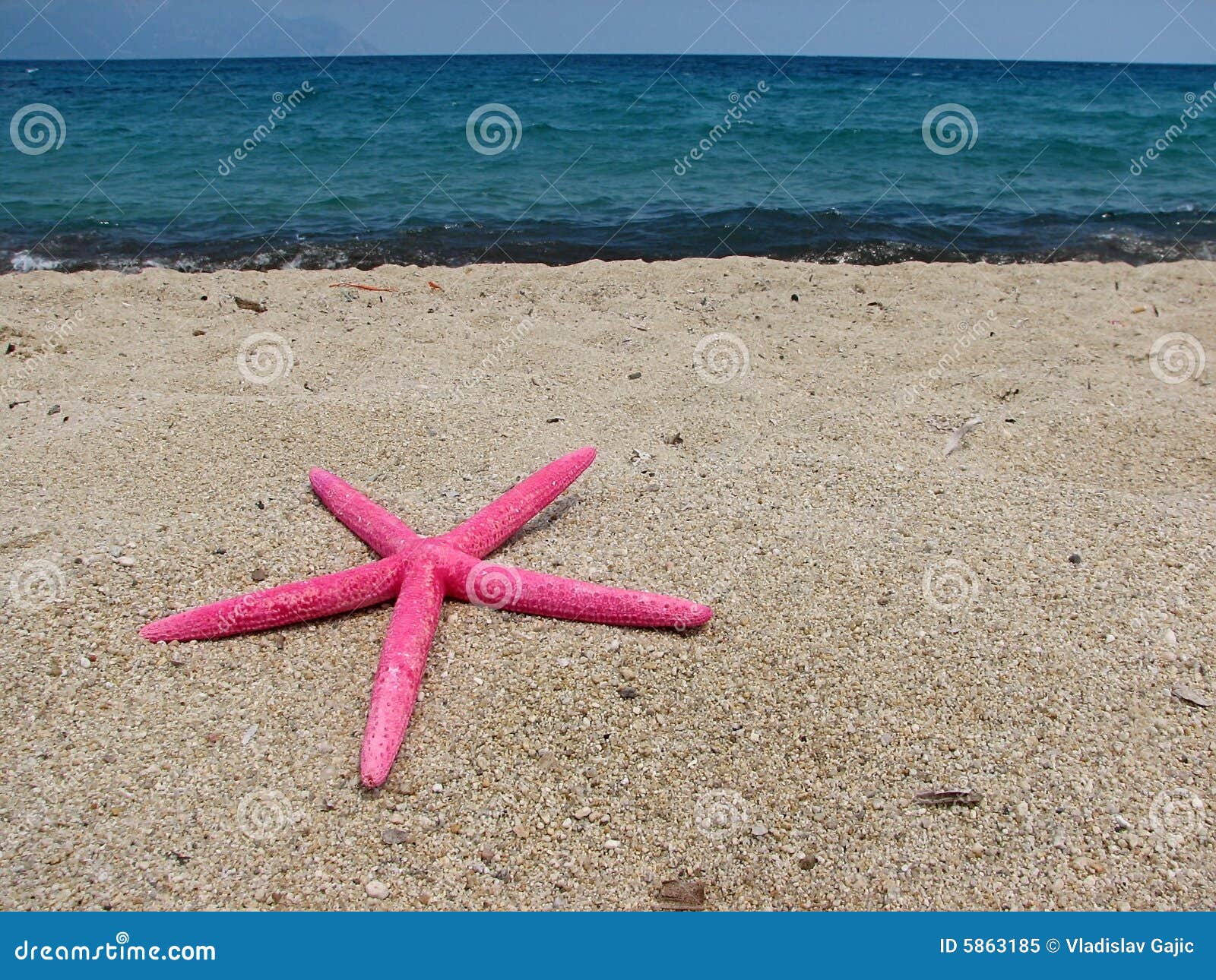 Star shell stock image. Image of beaches, season, background - 5863185