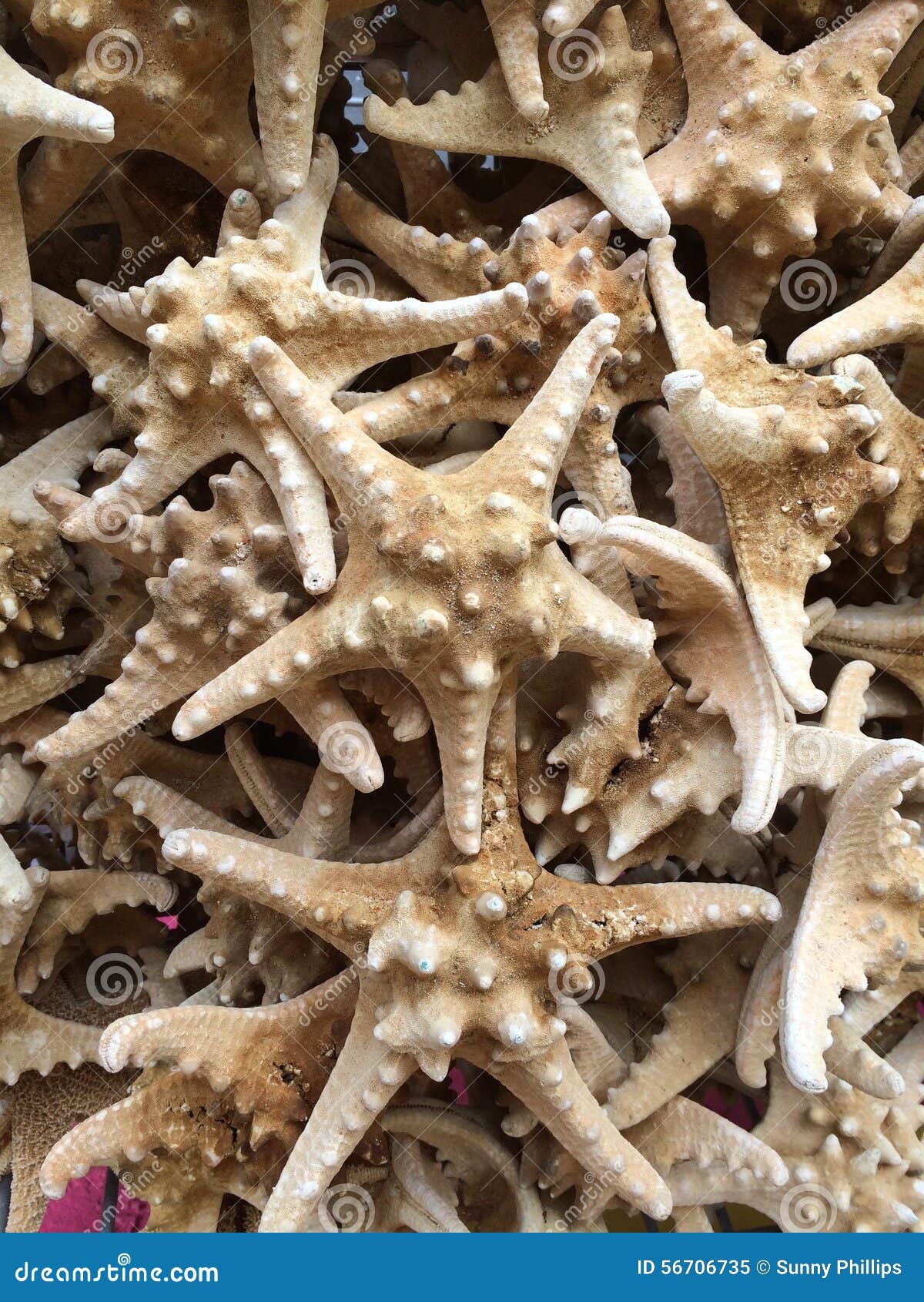 Star shells stock image. Image of brown, gift, souvenir - 56706735