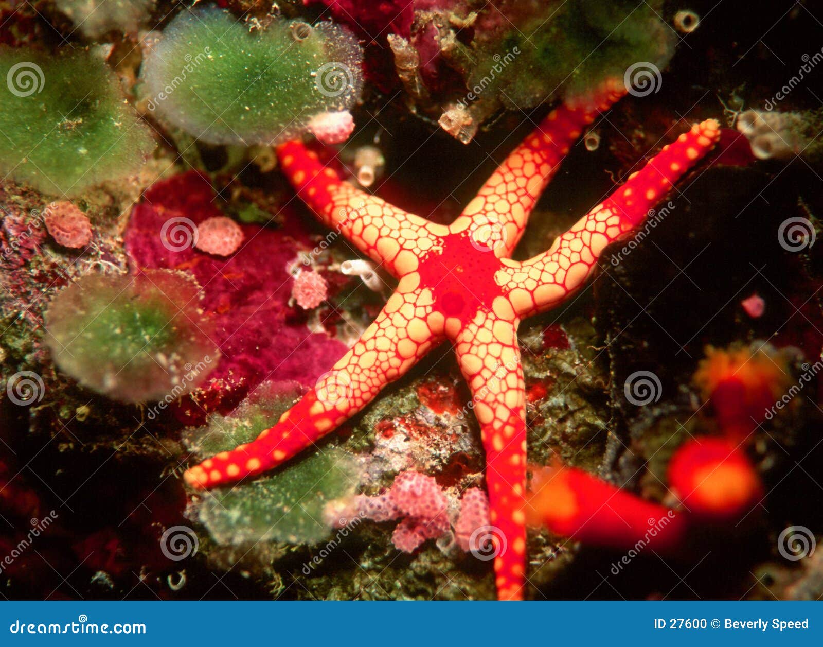 Star of the Show stock photo. Image of marine, diving, colorful - 27600