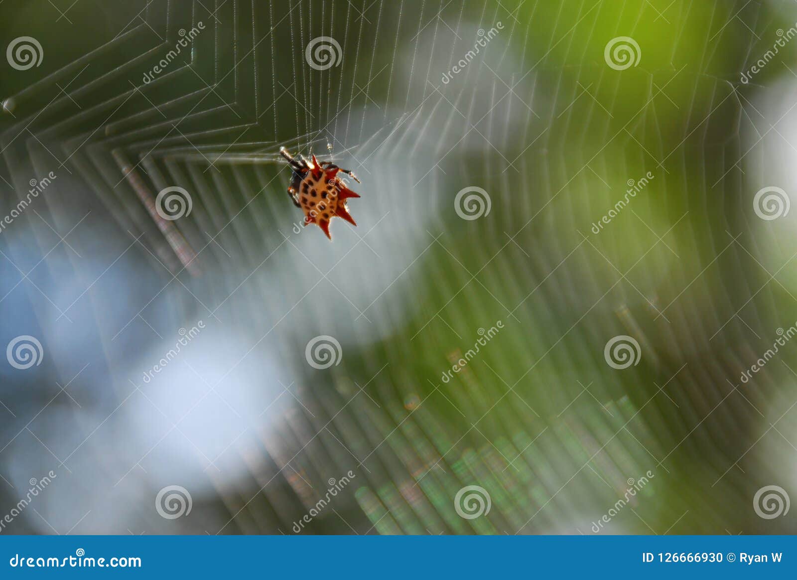 Star spider on a web stock photo. Image of spines, gasteracantha ...