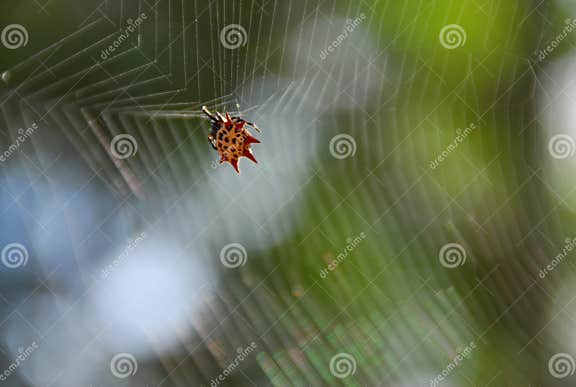 Star spider on a web stock photo. Image of spines, gasteracantha ...