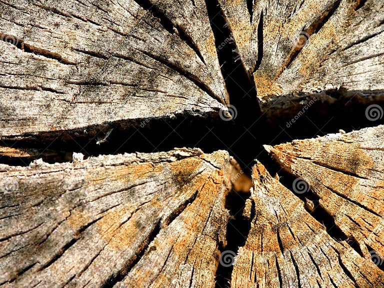 Star Stump stock image. Image of white, orange, pattern - 168531