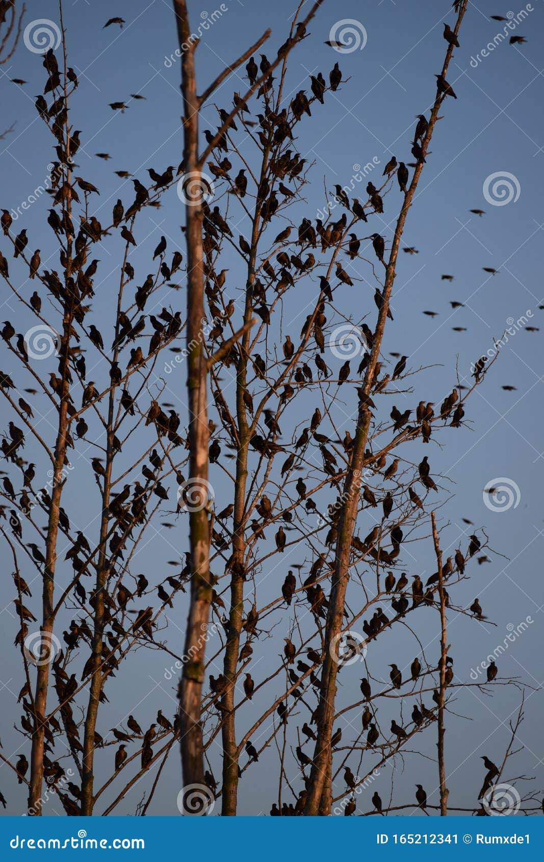 A Star Swarm Gathers on a Tree Group Stock Image - Image of temperature ...
