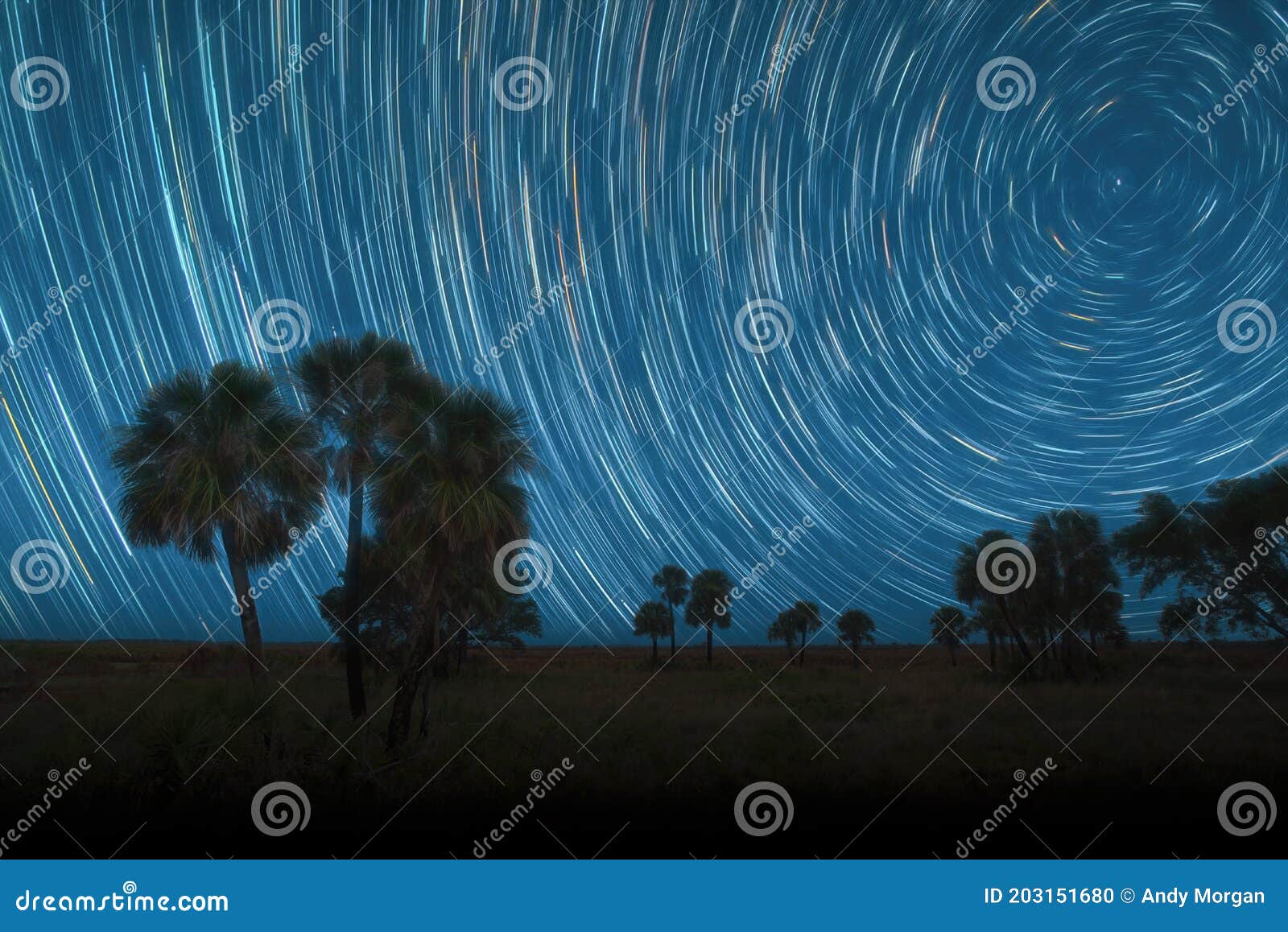 Star Trails Above Palm Trees Prairie Stock Photo - Image of star ...