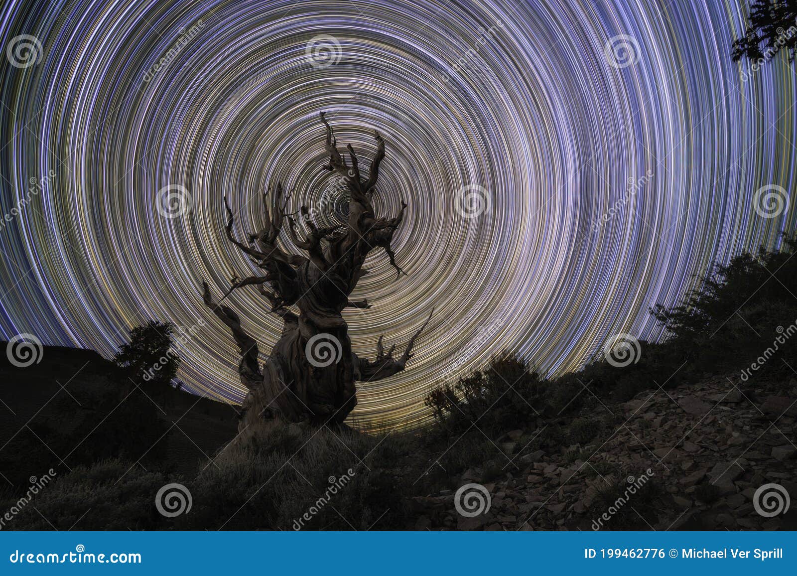 Star Trails Behind an Ancient Bristlecone Pine Tree in California Stock ...
