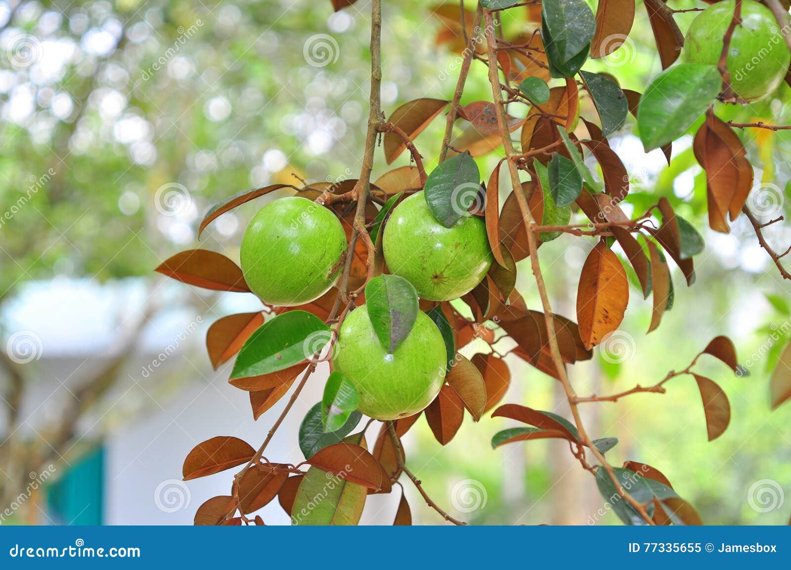 Starapple Fruit in the Tree Stock Image - Image of dessert, apple: 77335655