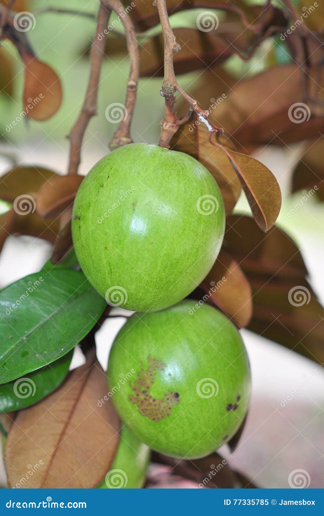 Starapple Fruit in the Tree Stock Image - Image of freshness, color ...