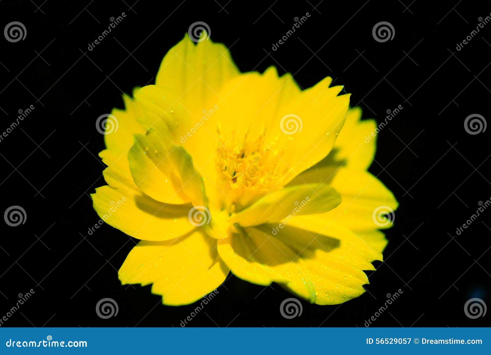 Starburst flower stock image. Image of starburst, cosmos - 56529057