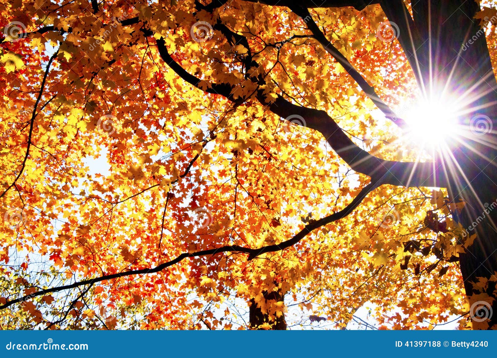 Starburst through the Limbs of a Tree in Autumn. Stock Photo - Image of ...