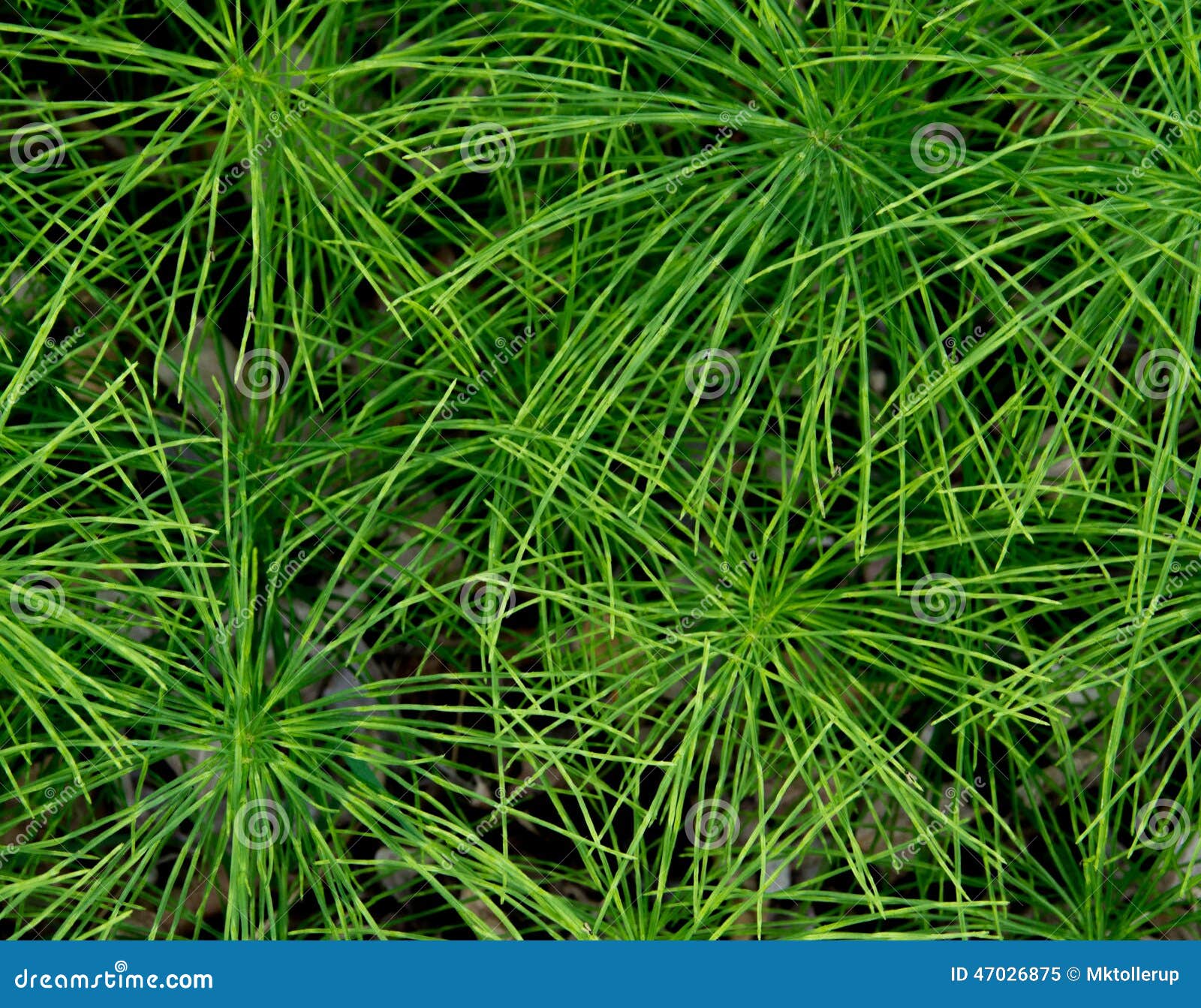 Starburst Plants stock image. Image of burst, wallpaper - 47026875