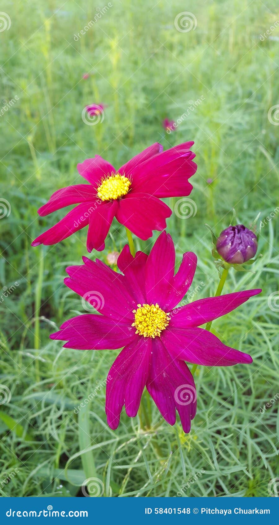 Starburst stock photo. Image of starbush, name, starburst - 58401548