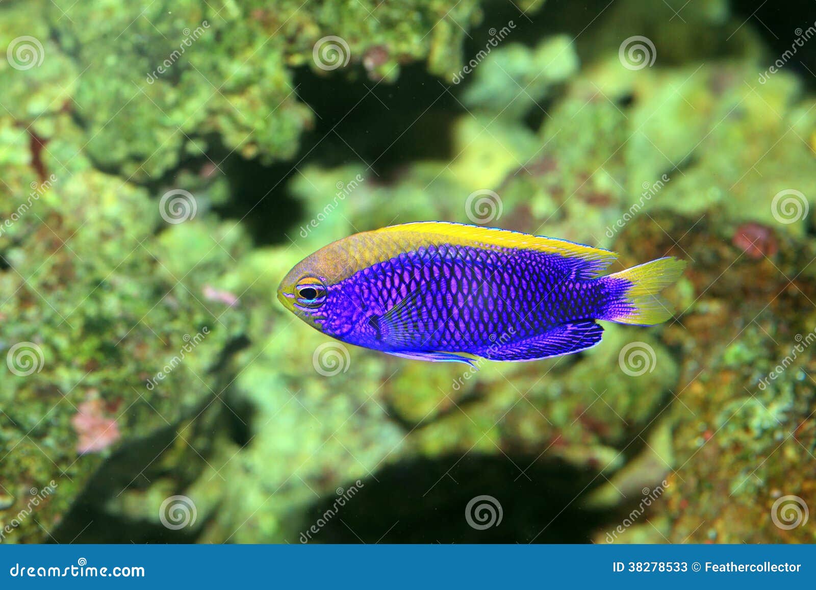 Starcki Damsel stock image. Image of damsel, fish, demoiselle - 38278533