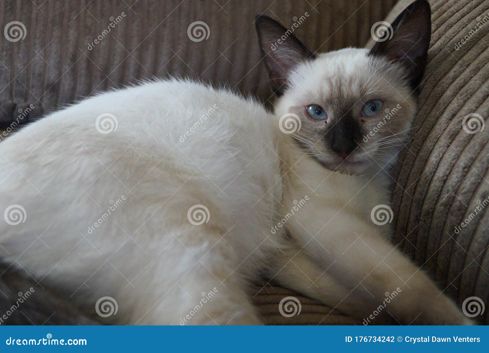 Stardust cat stock photo. Image of white, witch, hunter - 176734242