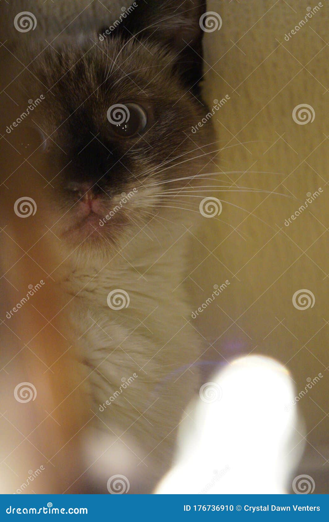 Stardust cat stock photo. Image of white, pussycat, mammal - 176736910