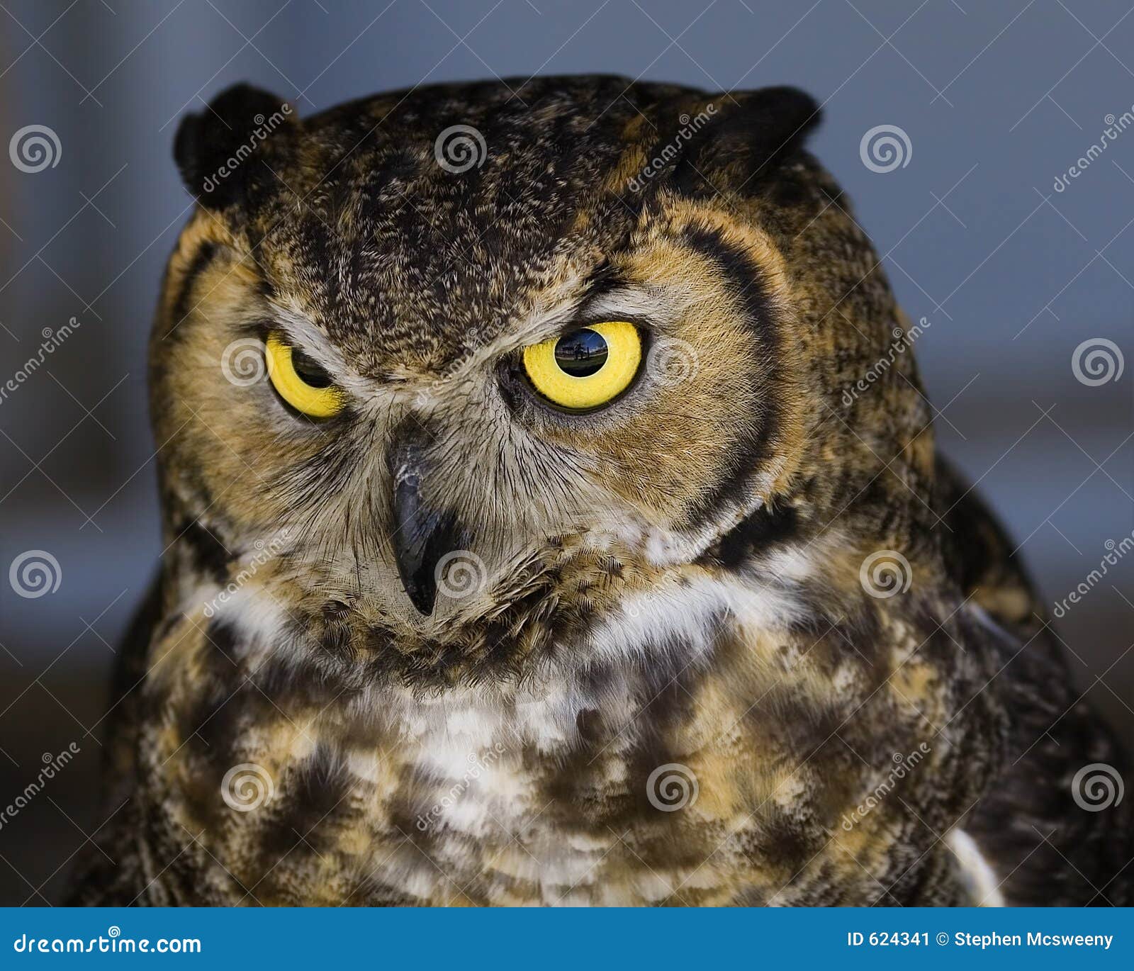 Stare stock image. Image of animal, wise, light, prey, nighttime - 624341