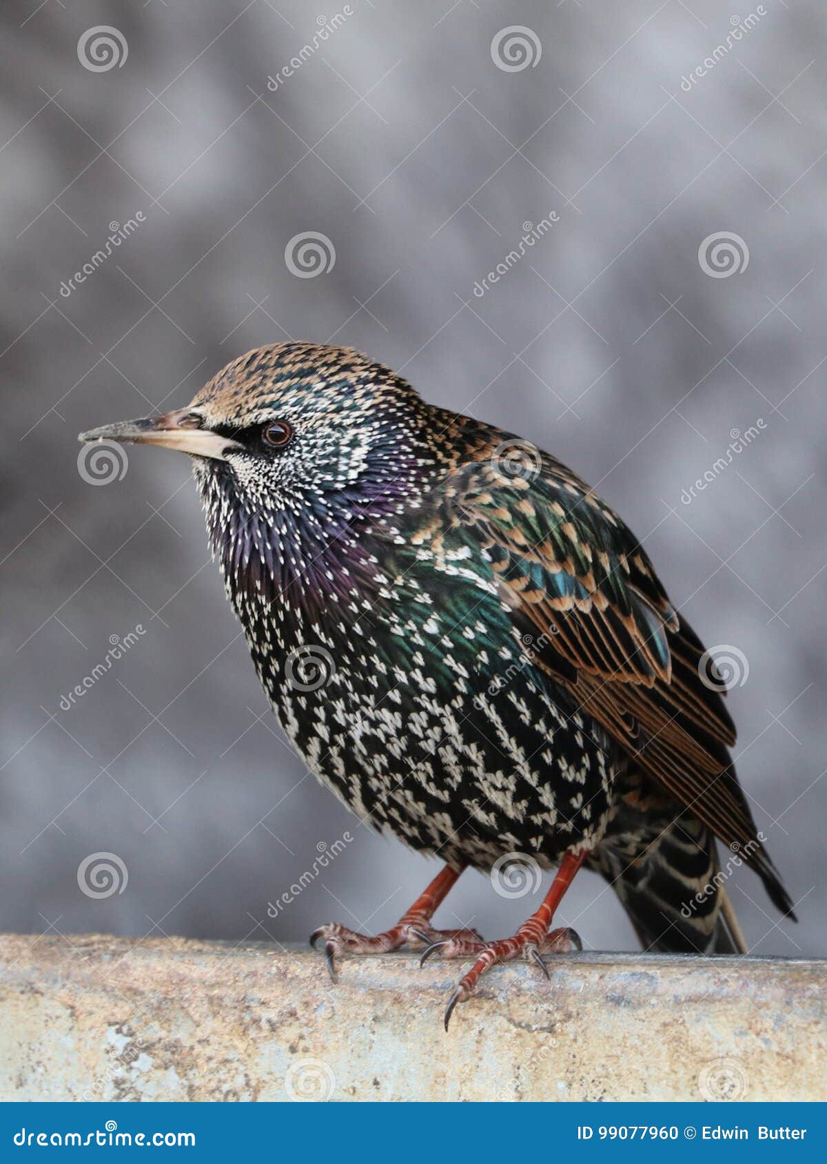 Stare arkivfoto. Bild av manlig, svart, fjädrar, grön - 99077960