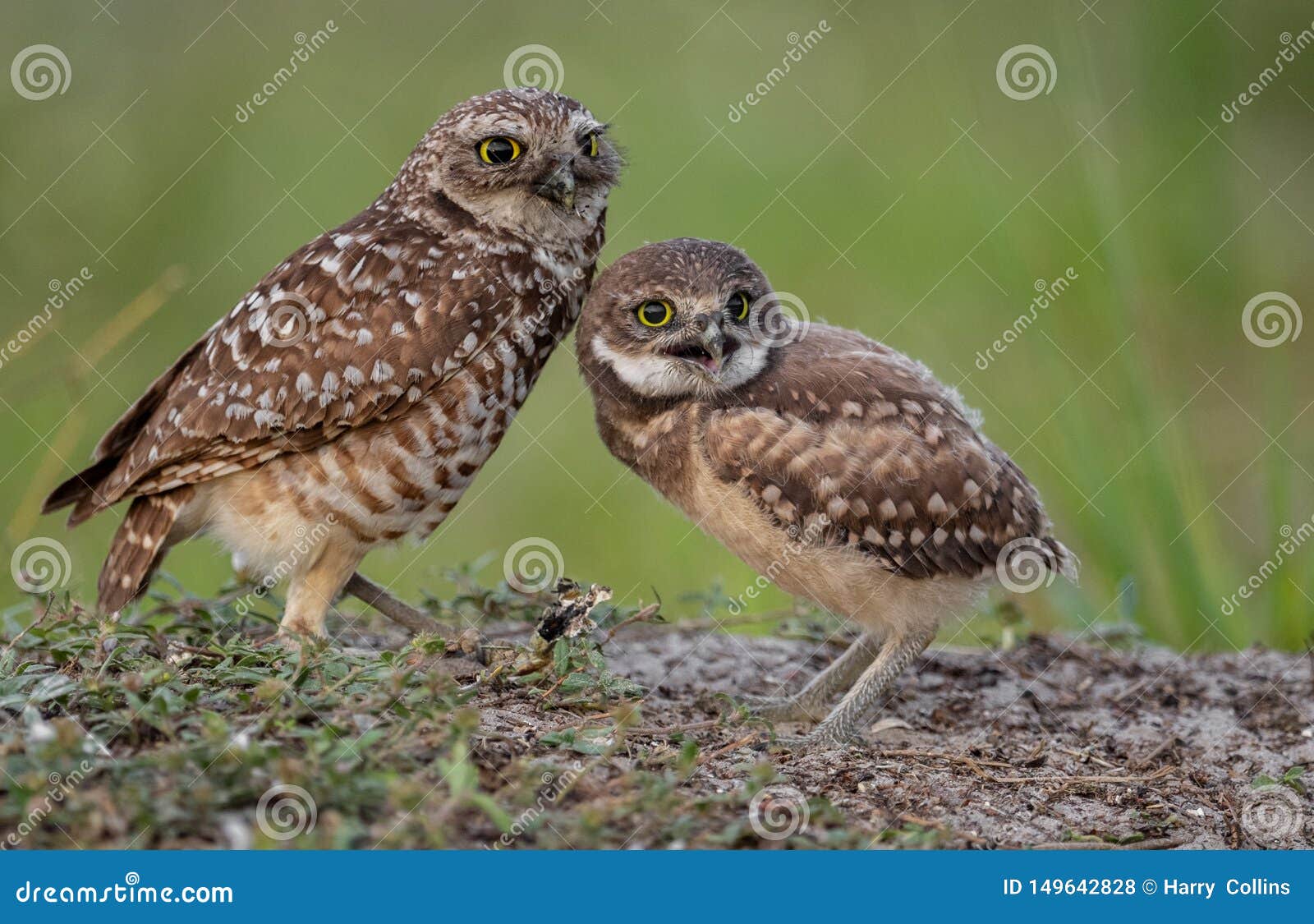 Pair of a Burrowing Owl in Florida Stock Photo - Image of predator ...