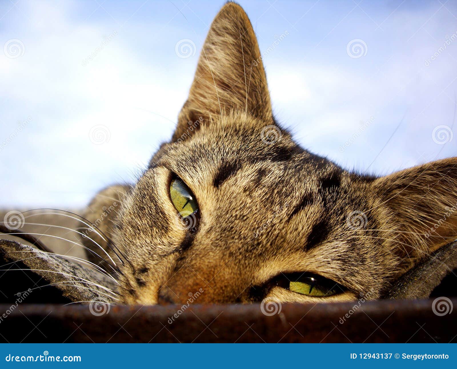 Stare of cat stock image. Image of kitten, domestic, indolence - 12943137
