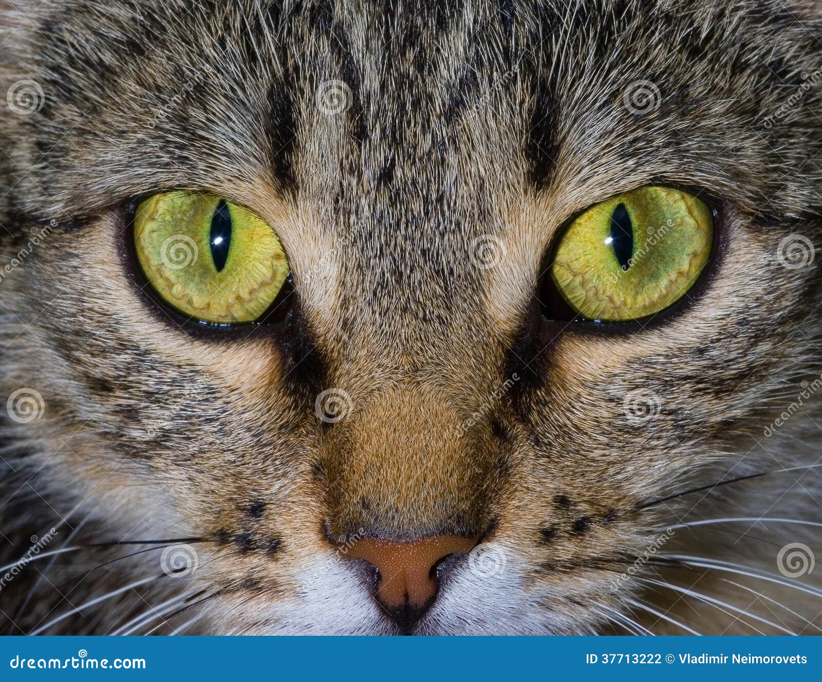 The stare of the cat stock photo. Image of nose, beautiful - 37713222