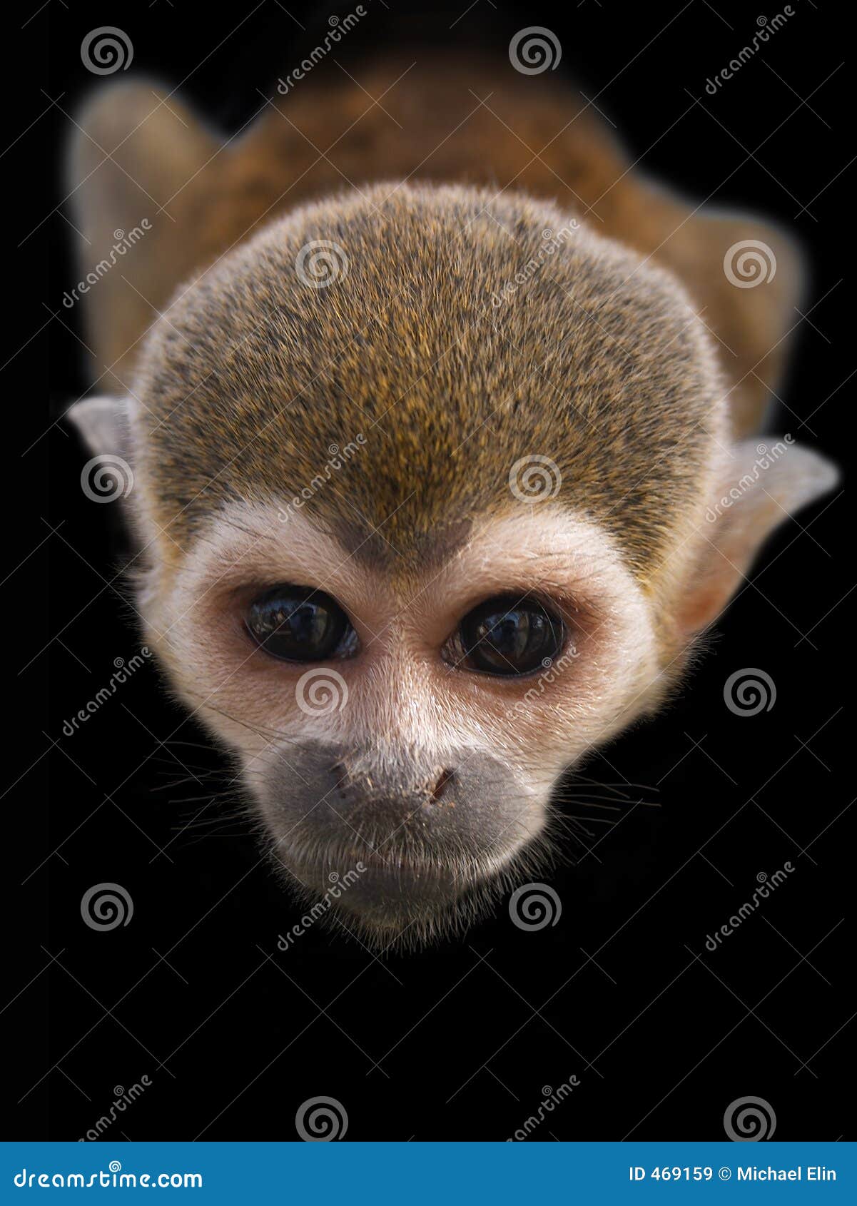 The Stare of Curious Monkey Stock Image - Image of observation ...