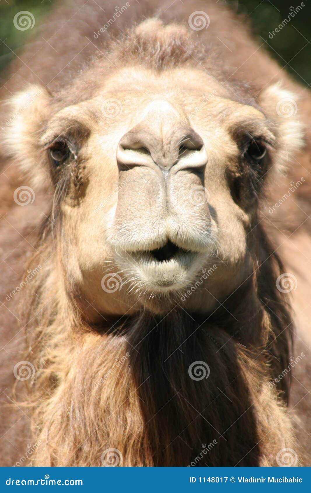 Stare Del Cammello, Ritratto Immagine Stock - Immagine di orecchi ...