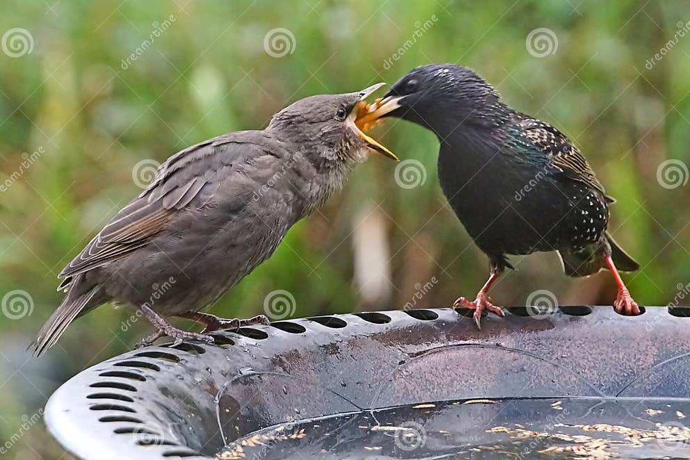 Stare Fütternd Junges Küken Stockbild Bild Von Vögel Geläufig 218786853