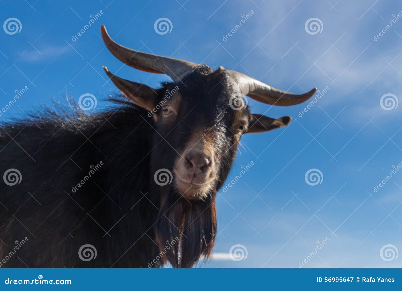 With the stare stock image. Image of closely, calm, flight - 86995647