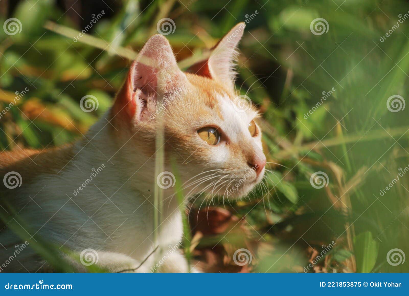 Stare that kills stock image. Image of killer, prey - 221853875