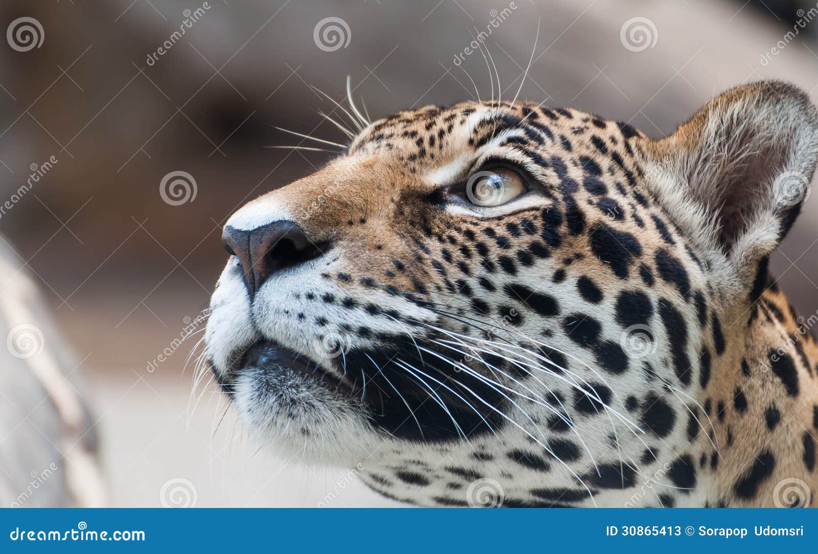 Stare leopard face stock image. Image of stare, outdoor - 30865413