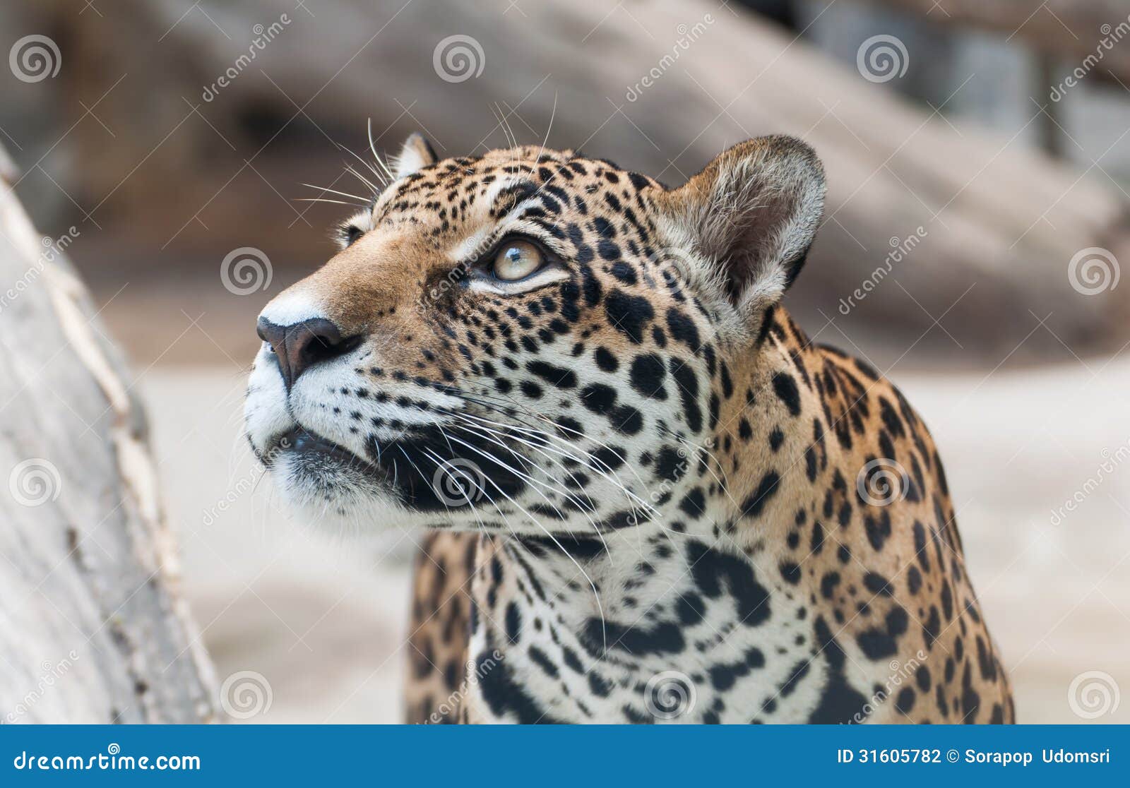 Stare leopard face stock photo. Image of eyes, outdoor - 31605782