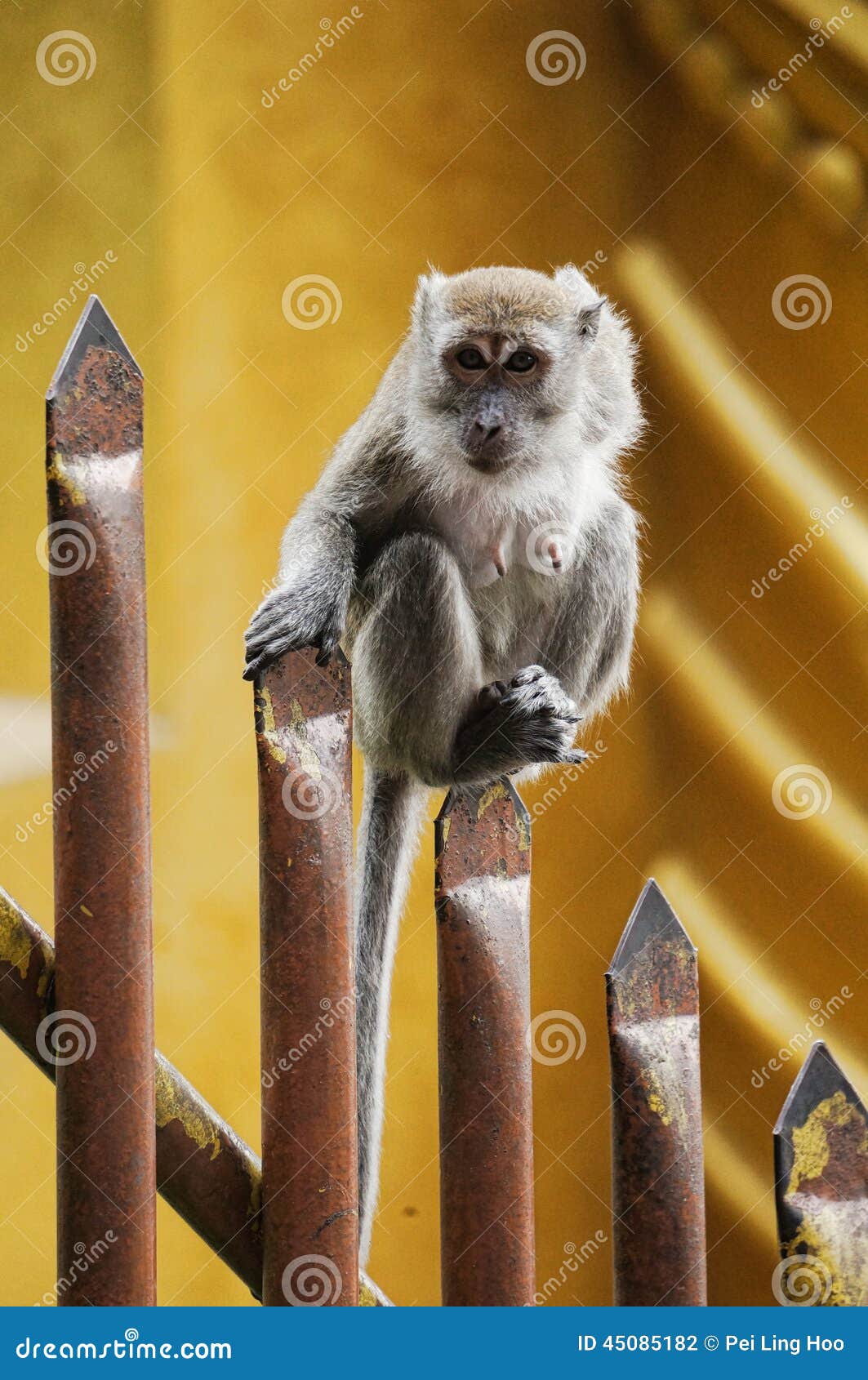 Stare of an monkey stock photo. Image of sharp, monkey - 45085182