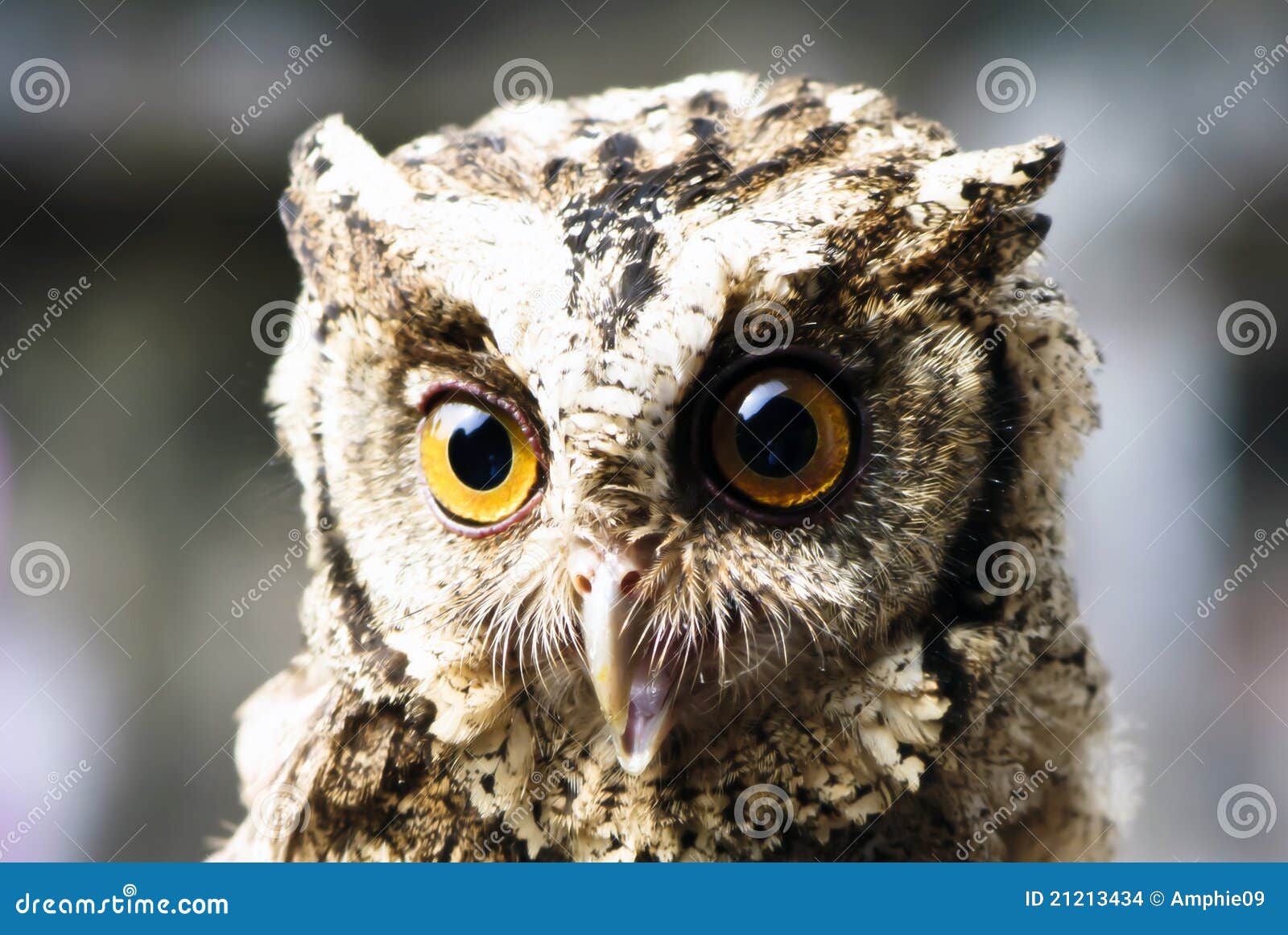 Stare of an owl stock photo. Image of stare, focus, close - 21213434