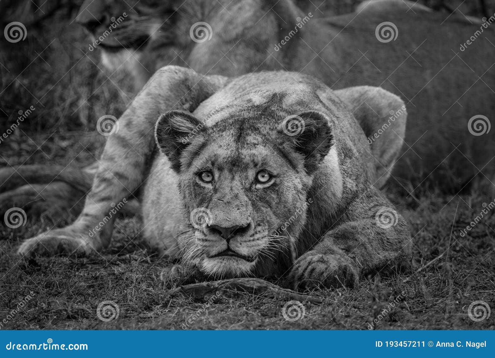 The stare of the Queen stock image. Image of large, animal - 193457211