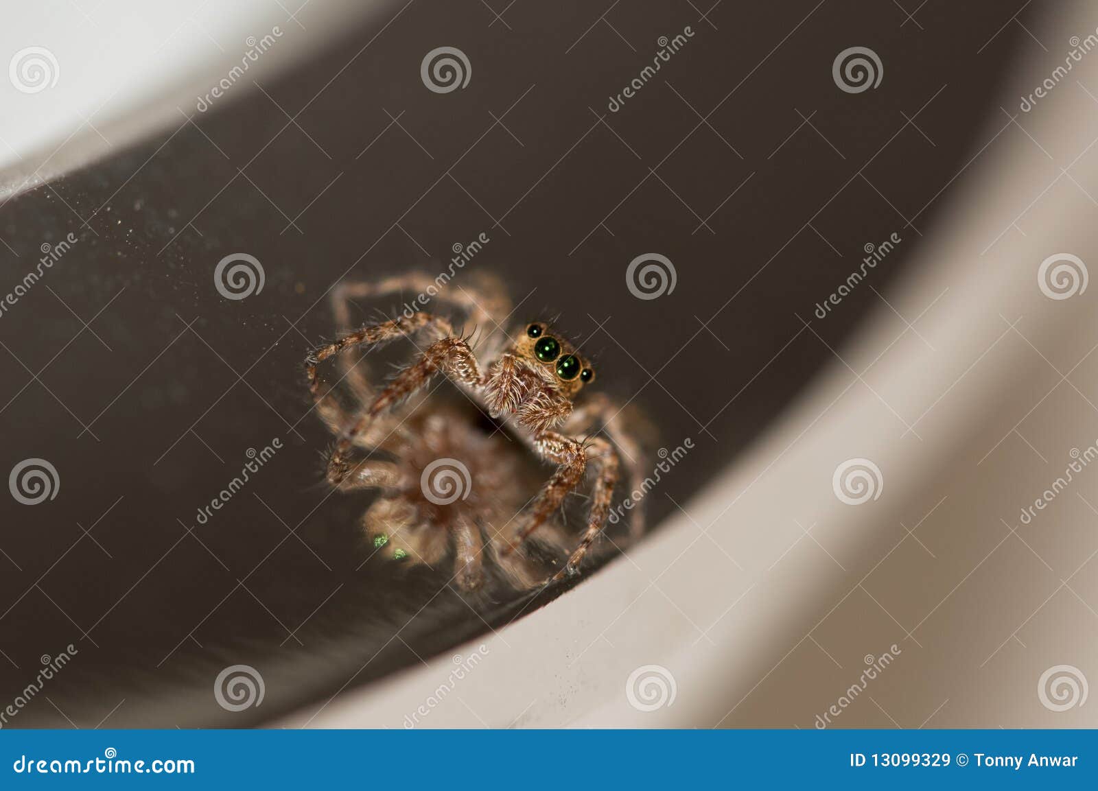 The stare of a spider stock image. Image of carnivore - 13099329