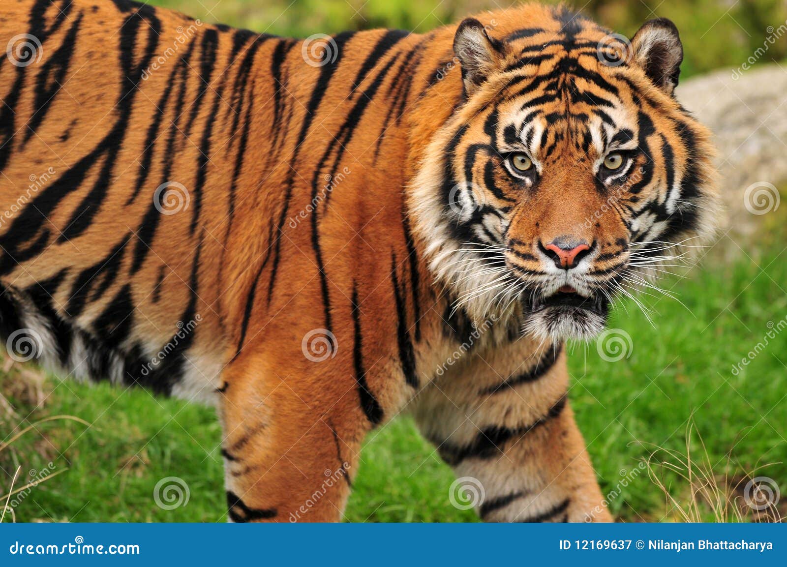 Stare of a tiger stock image. Image of aggression, close - 12169637
