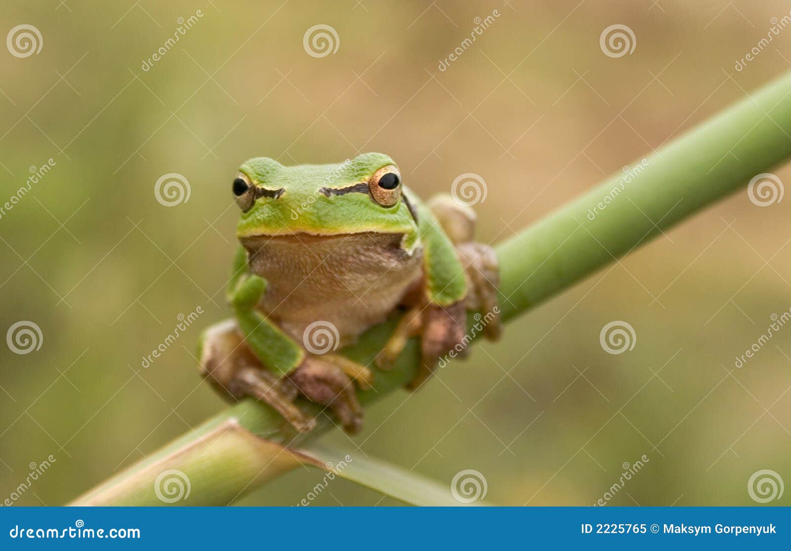 Stare of tree frog stock image. Image of glare, look, gaze - 2225765