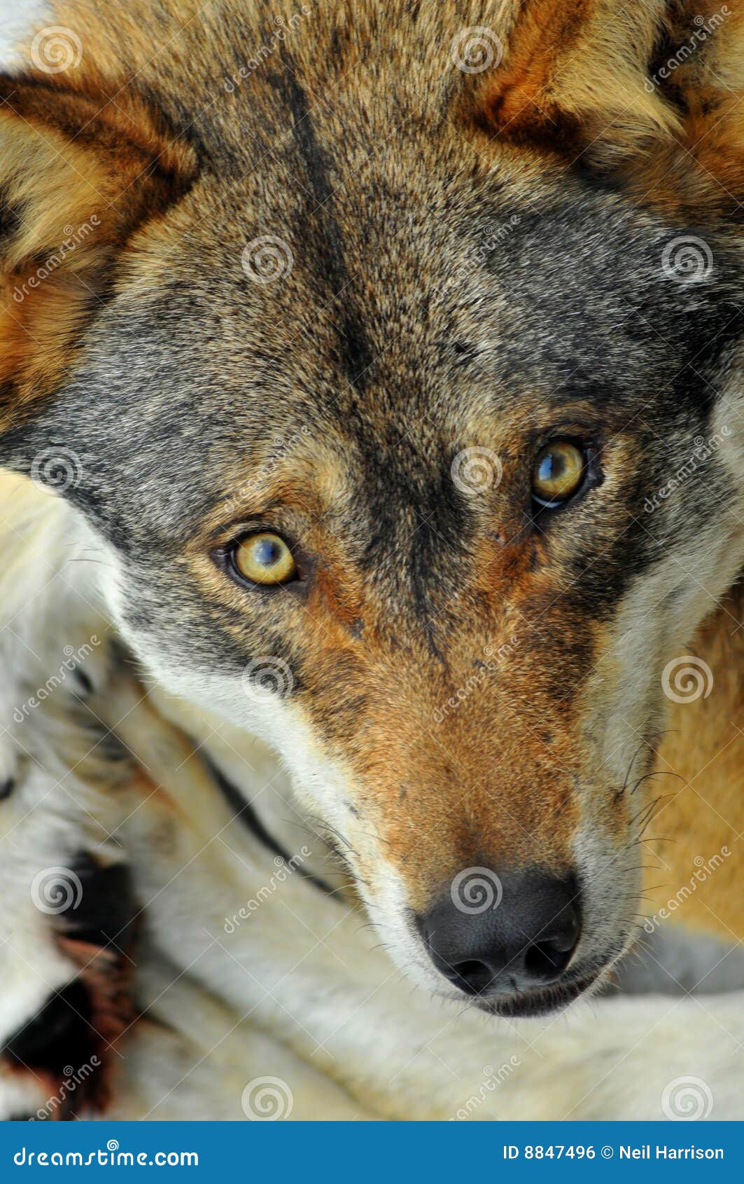 Stare of the wild wolf stock photo. Image of kill, feerless - 8847496