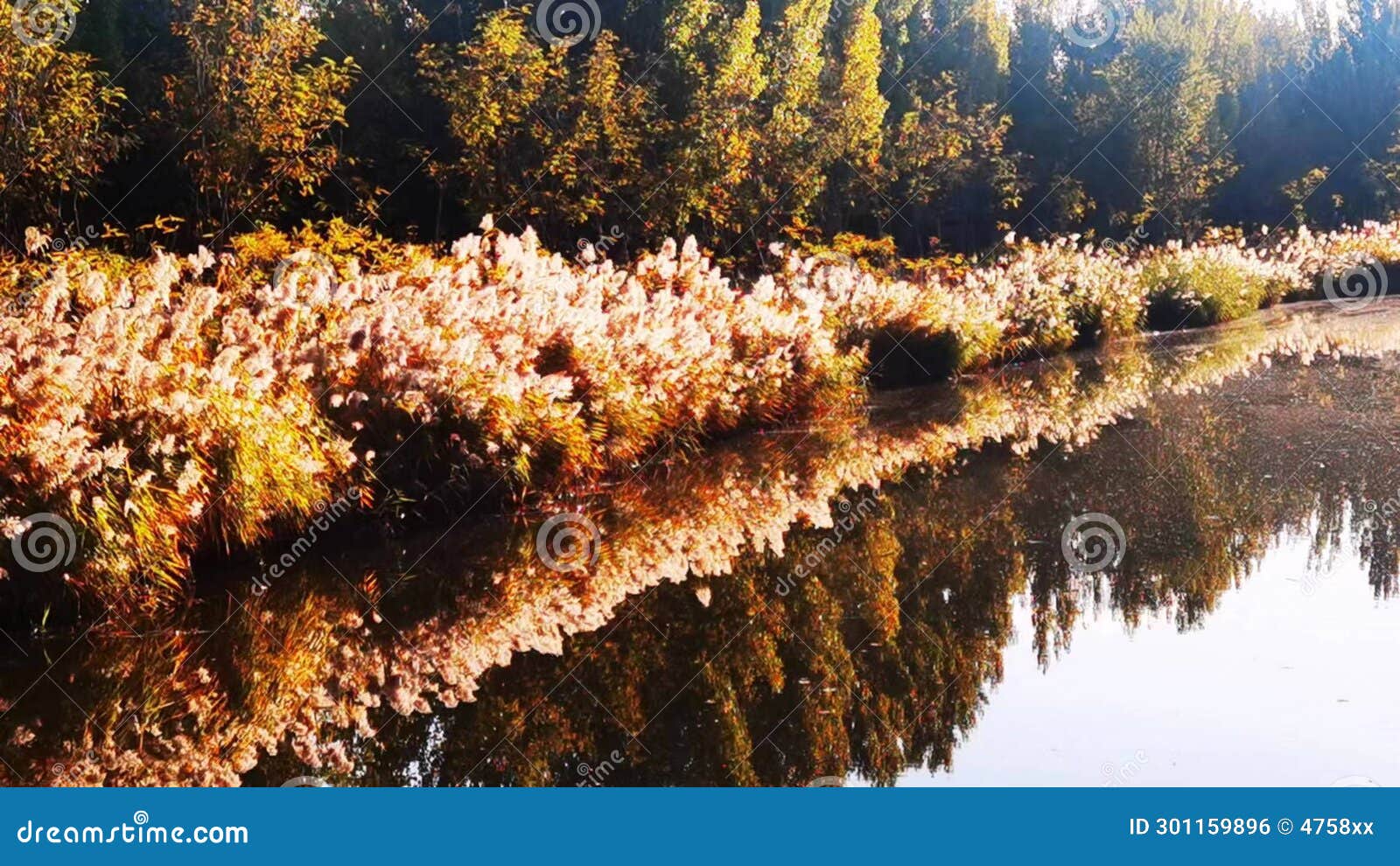 Algae Grow and Spread Quickly in the Lake. Stock Photo - Image of river ...
