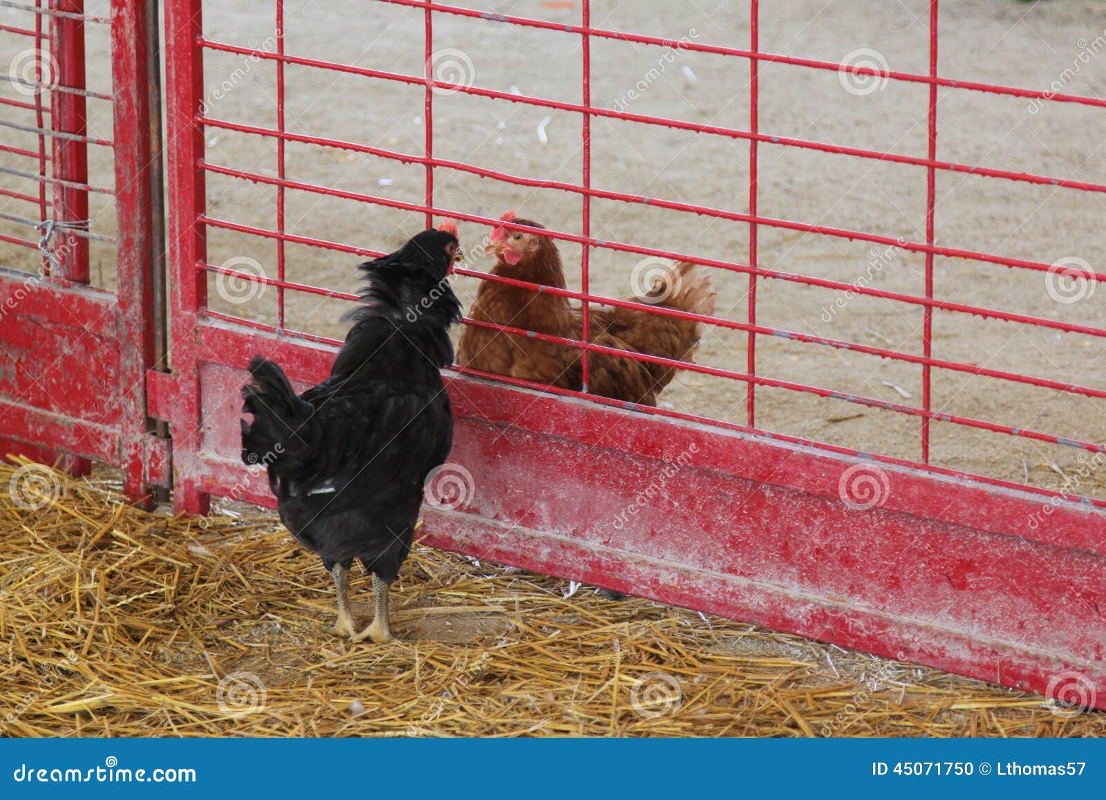Chicken Staredown stock photo. Image of fowl, chicken - 45071750